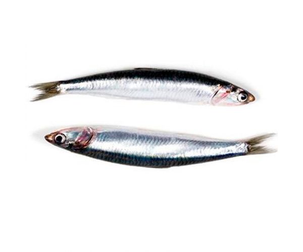 Boquerón Premium - Pescados